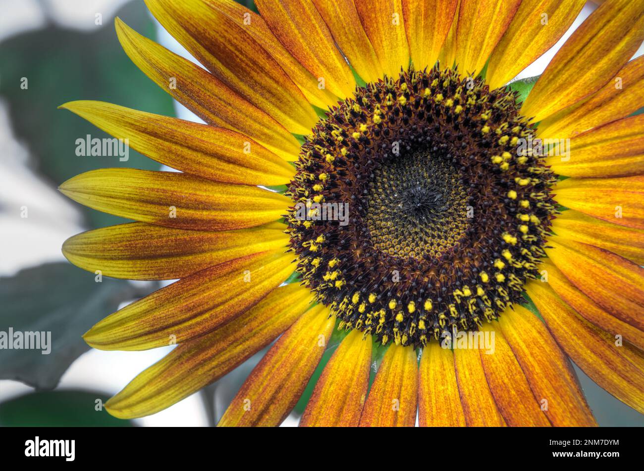 Sunflower face hi-res stock photography and images - Alamy