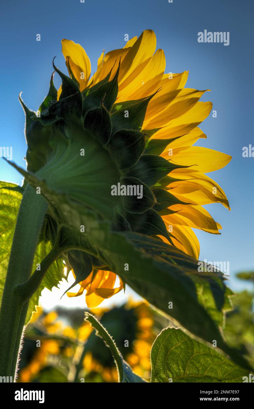 Back view of sunflower hi-res stock photography and images - Alamy