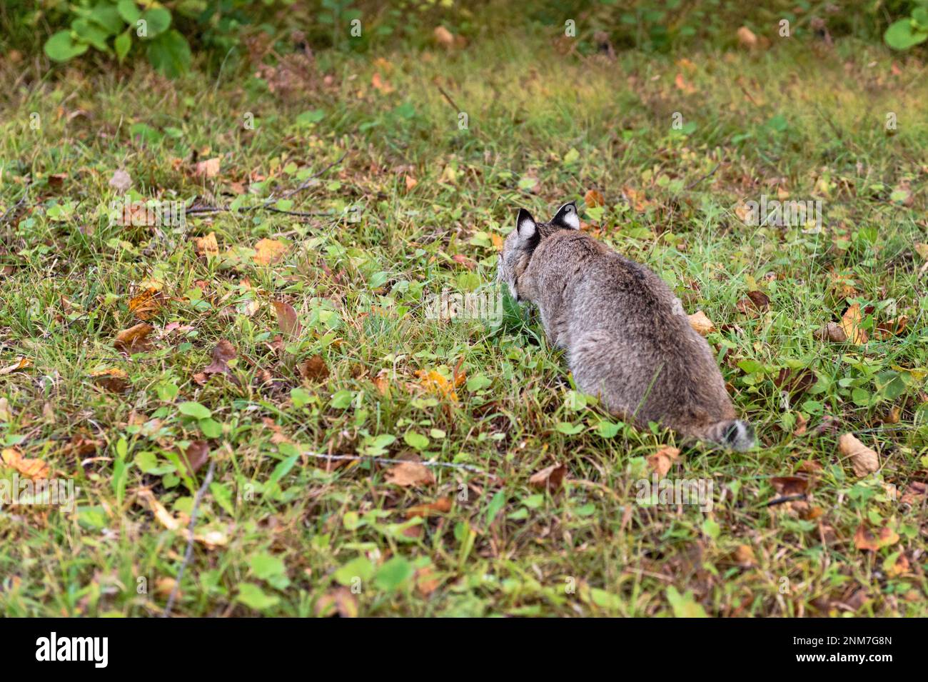 Bobcat (Lynx rufus) Stares Into Weeds Autumn - captive animal Stock ...