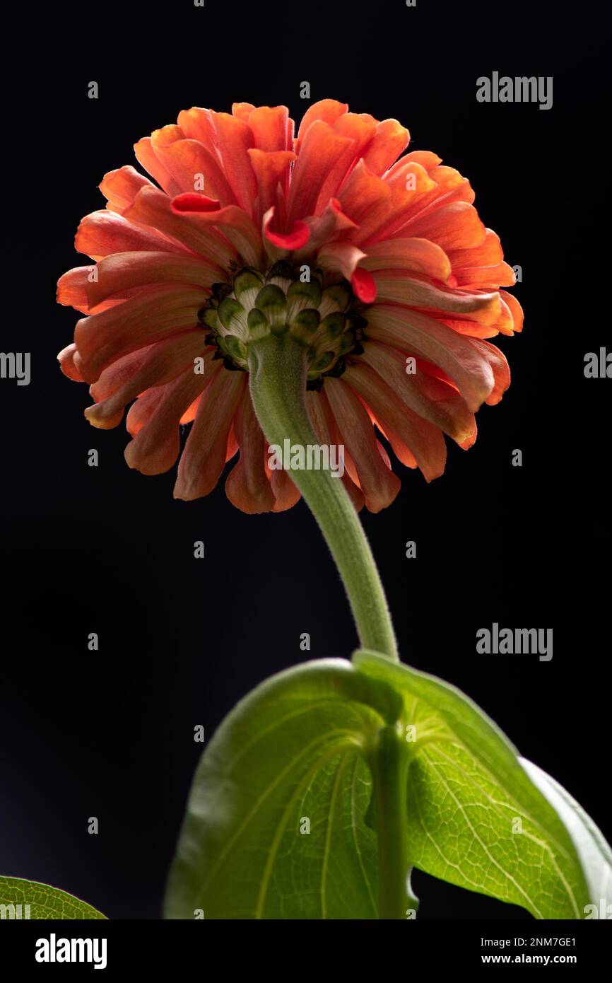 Zinnia elegans known as youth-and-age, common zinnia or elegant zinnia ...