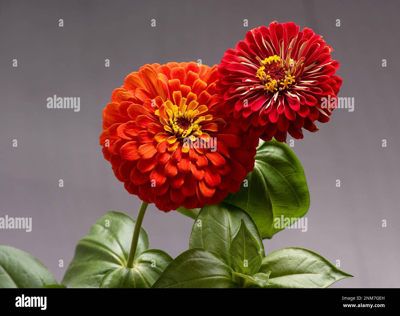 Zinnia elegans known as youth-and-age, common zinnia or elegant zinnia ...