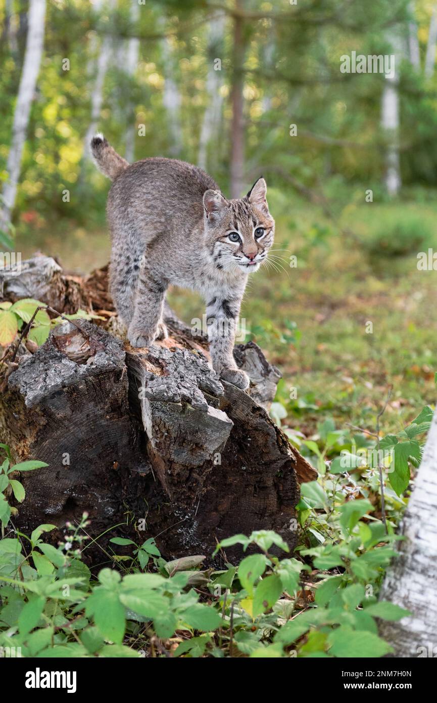 Bobcat (Lynx rufus) Steps Forward On Log Tip of Tongue Out Autumn ...