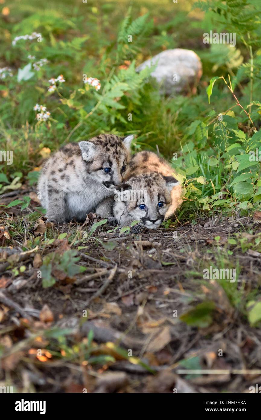 Cougar Kittens (Puma concolor) Huddle Together Autumn - captive animals ...