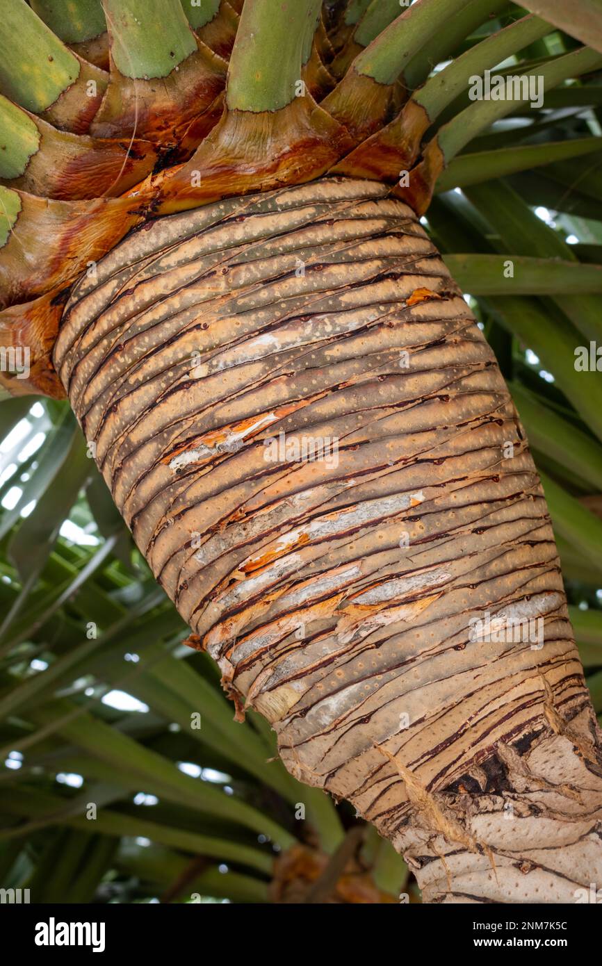 Decorative structure of the bark on the trunk of dracaena draco ...