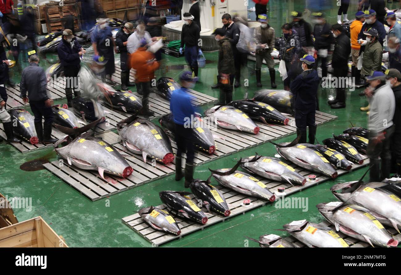 The tuna wholesale market auctions are held at Toyosu Market in Tokyo ...