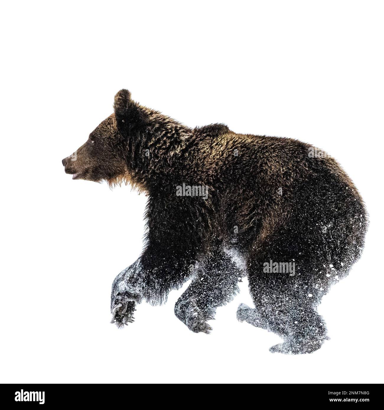 Running brown bear Cut Out Stock Images & Pictures - Alamy