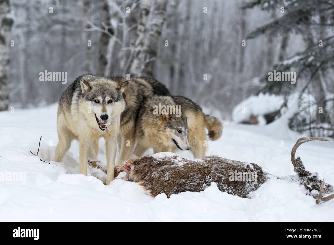 Wolf (Canis lupus) Looks Up From Pulling Fur Off Body of Deer Winter ...