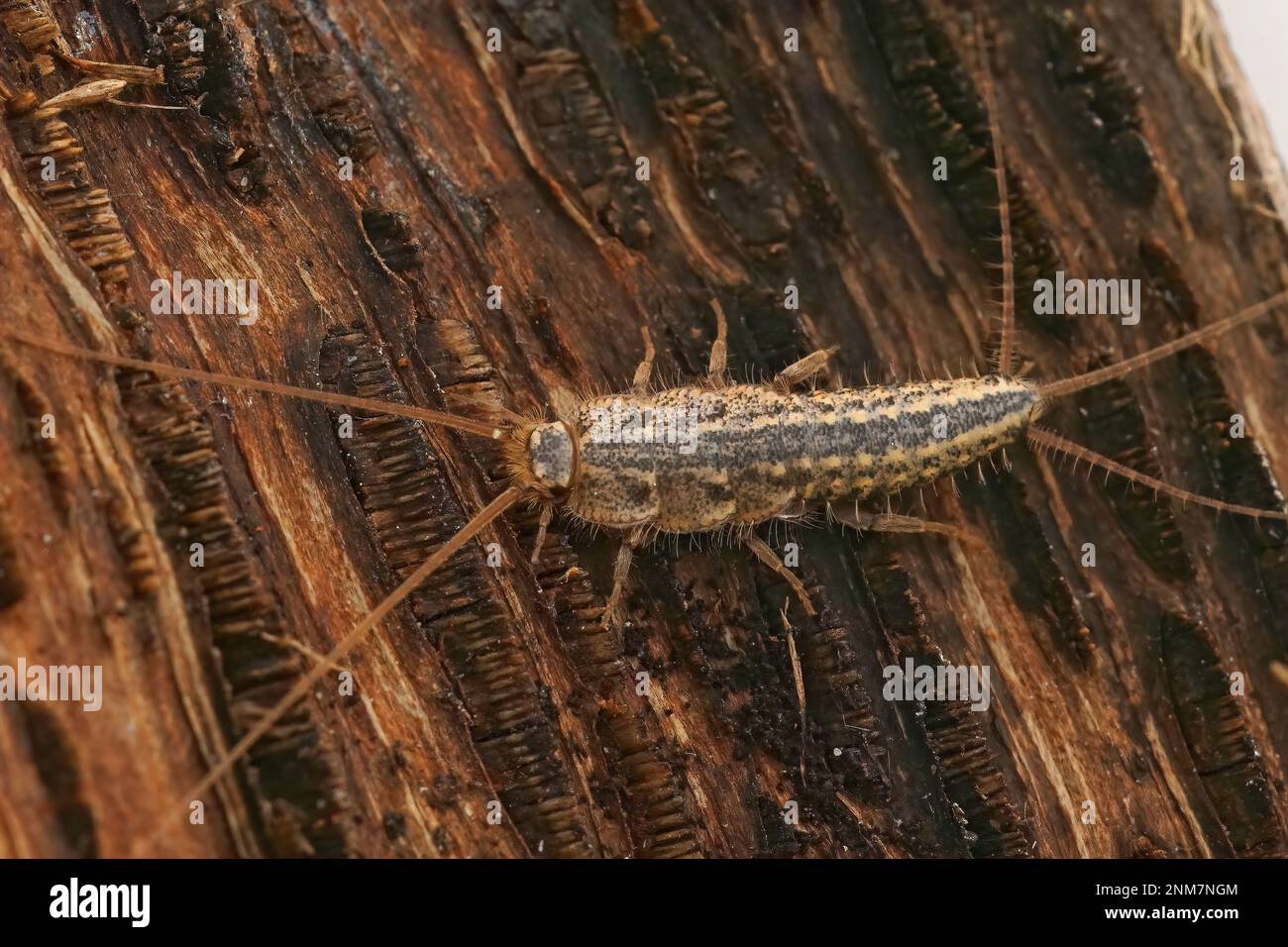 Detailed closeup on the four lines silverfish , Ctenolepisma lineatum ...