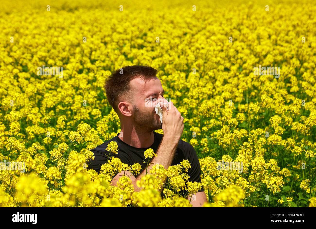 man in field blowing his nose and suffering from hay fever. Allergy ...
