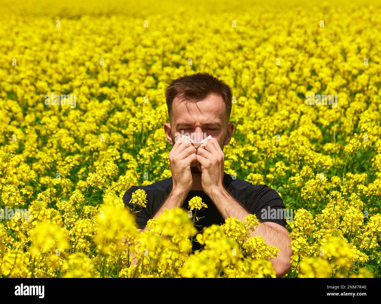 Young man in yellow canola field blowing his nose and suffering from ...