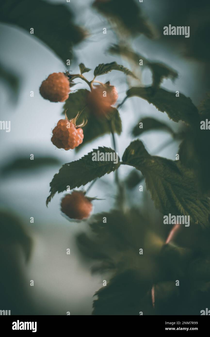 Ripe, juicy raspberries hanging on bushes in a garden or farm, with ...