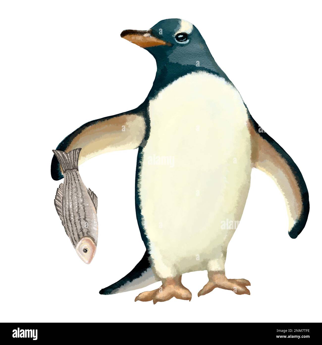 Drawing of a penguin with a fish on a white background. High quality ...