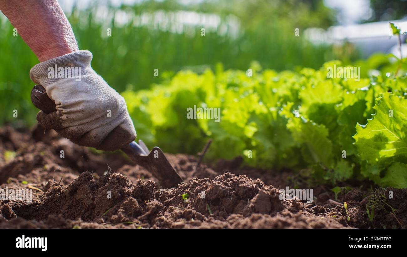 Planting plants on a vegetable bed in the garden. Cultivated land close ...