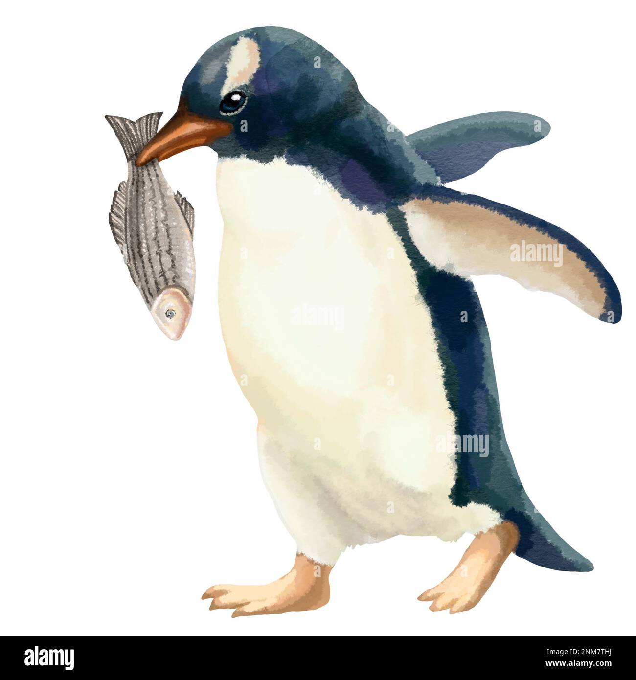 Drawing of a penguin with a fish on a white background. High quality ...