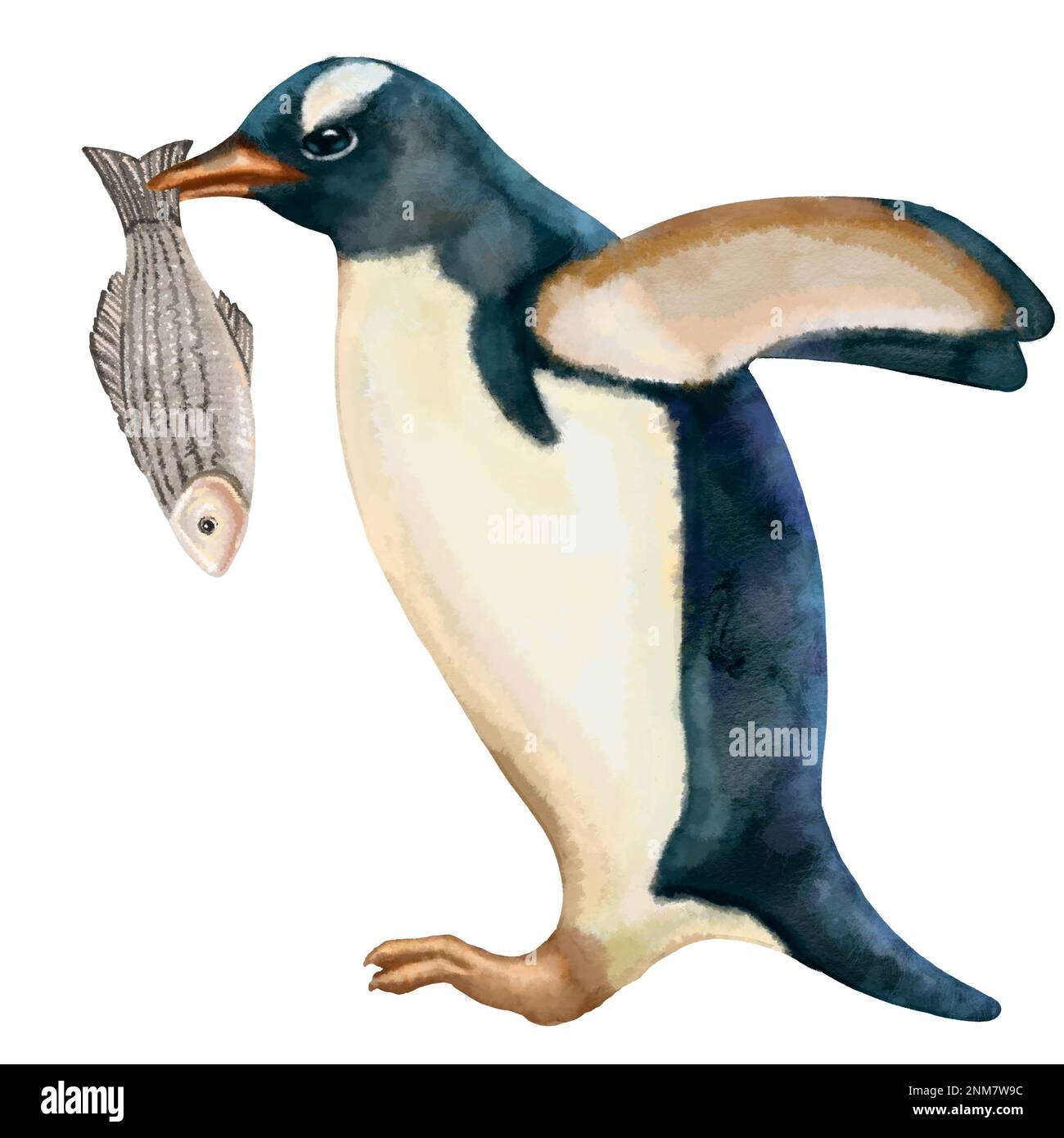 Drawing of a penguin with a fish on a white background. High quality ...