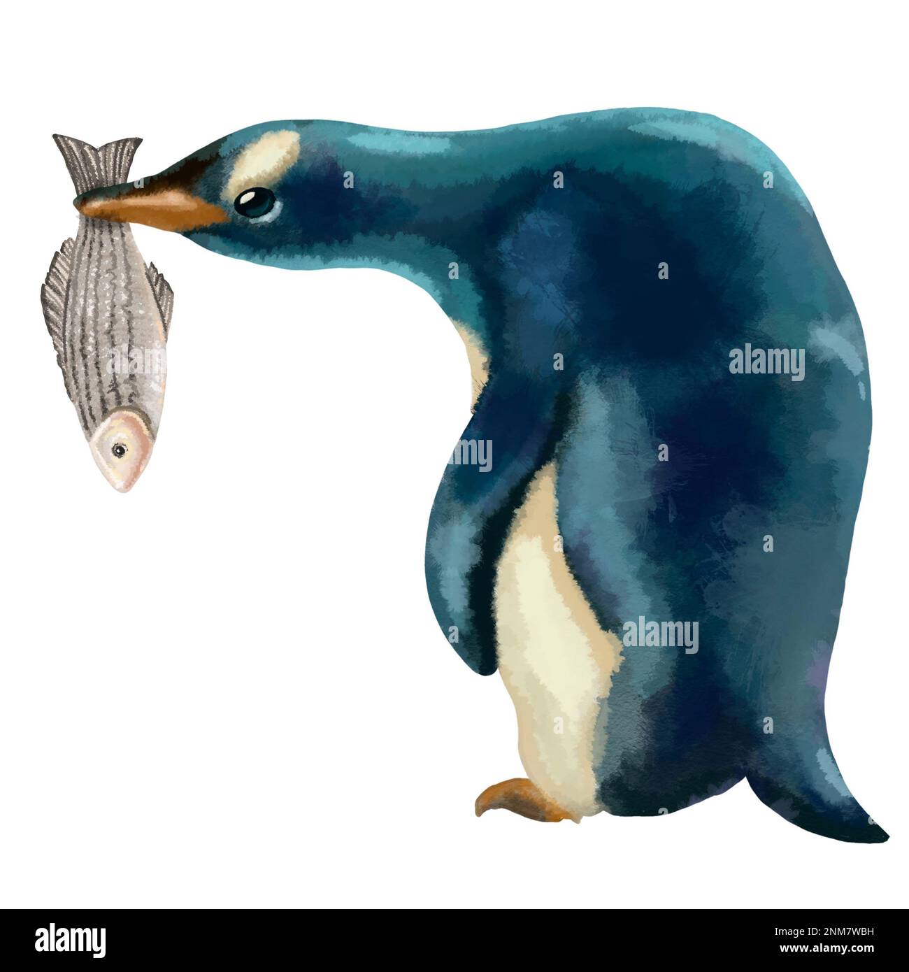 Drawing of a penguin with a fish on a white background. High quality ...