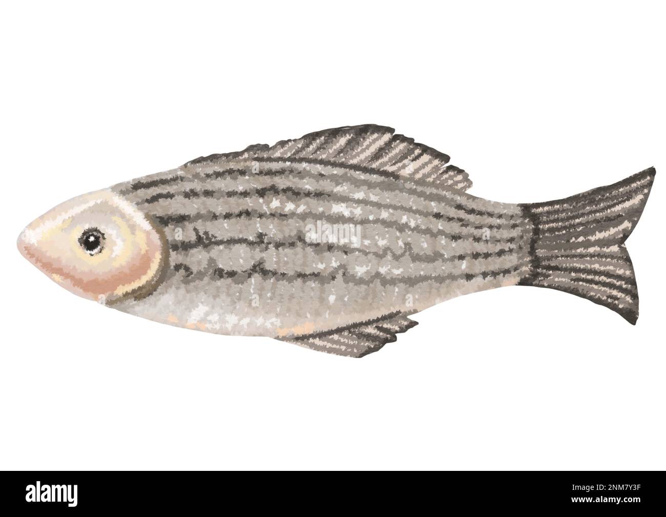 Drawing of a fish on a white background. High quality illustration ...