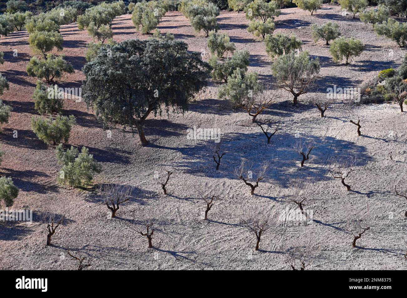 Top view of a cultivated field with olive trees, almond trees and a ...