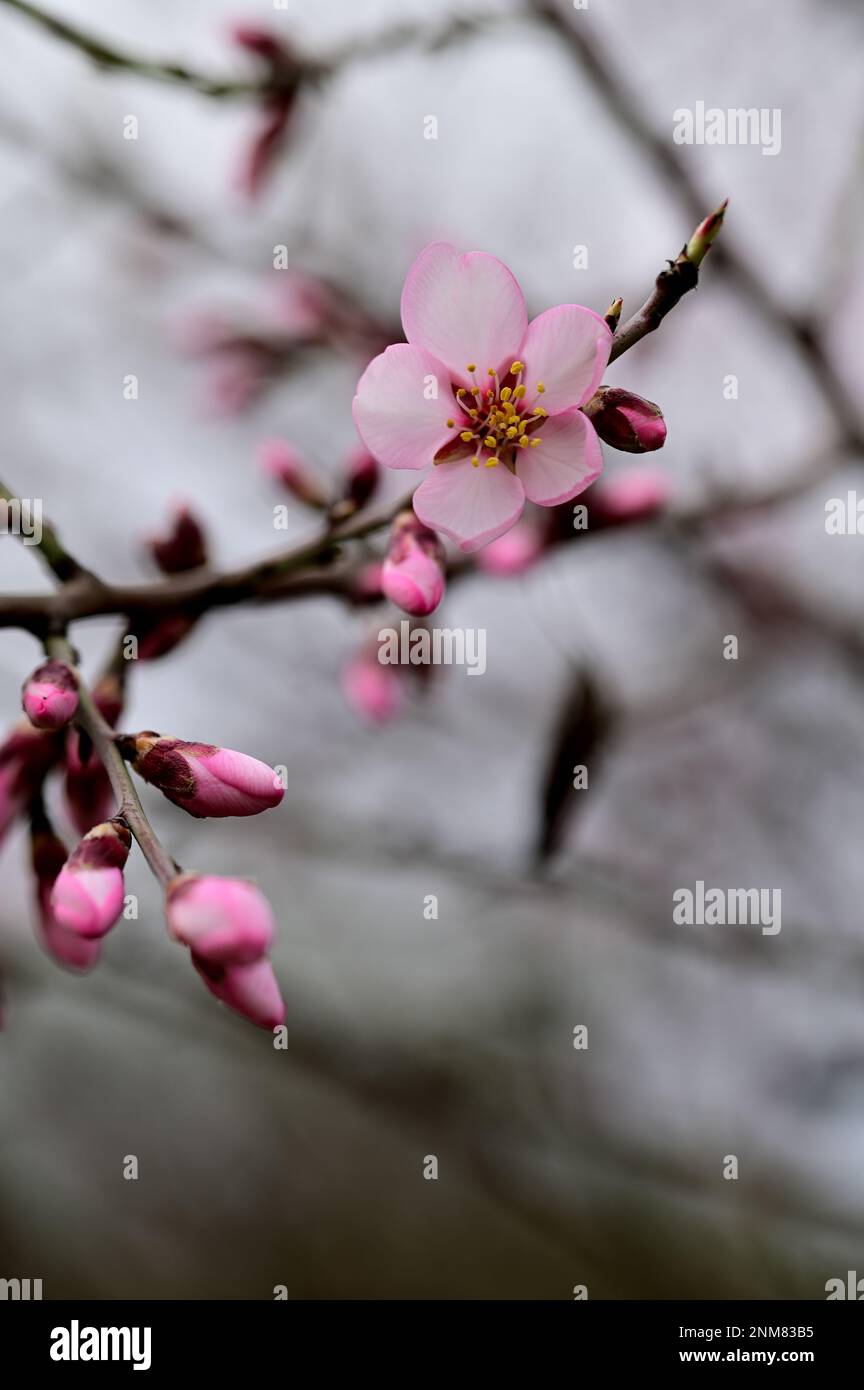 Almond tree branch in hi-res stock photography and images - Alamy