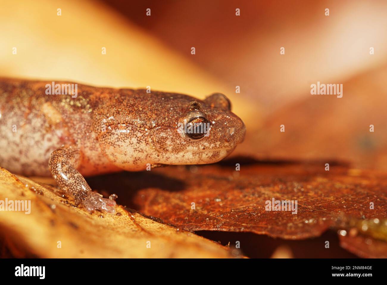 Detailed facial closeup on an adult Eastern red-backed salamander ...
