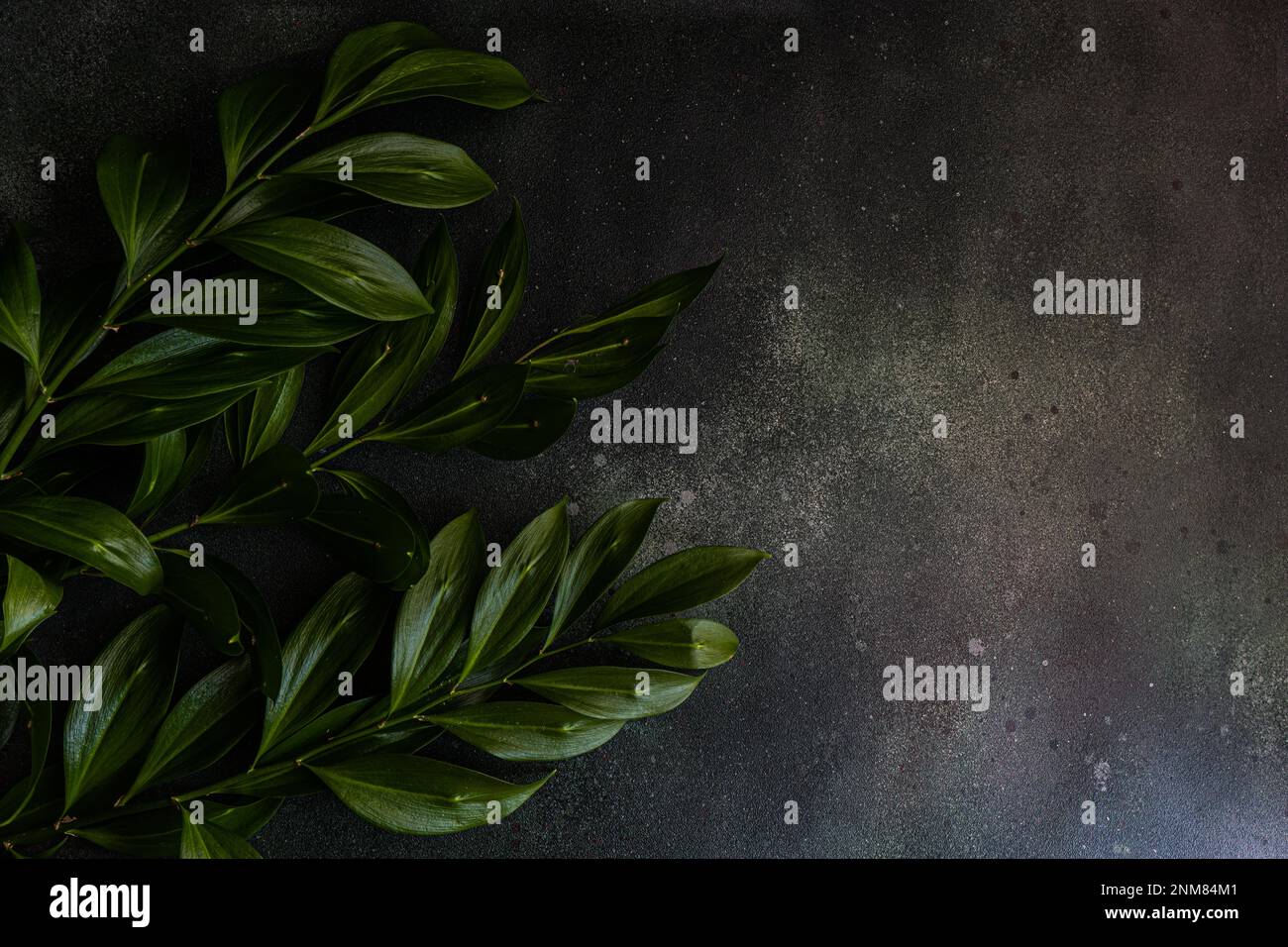 Bright green leaves of Italian Ruscus plant on concrete background ...