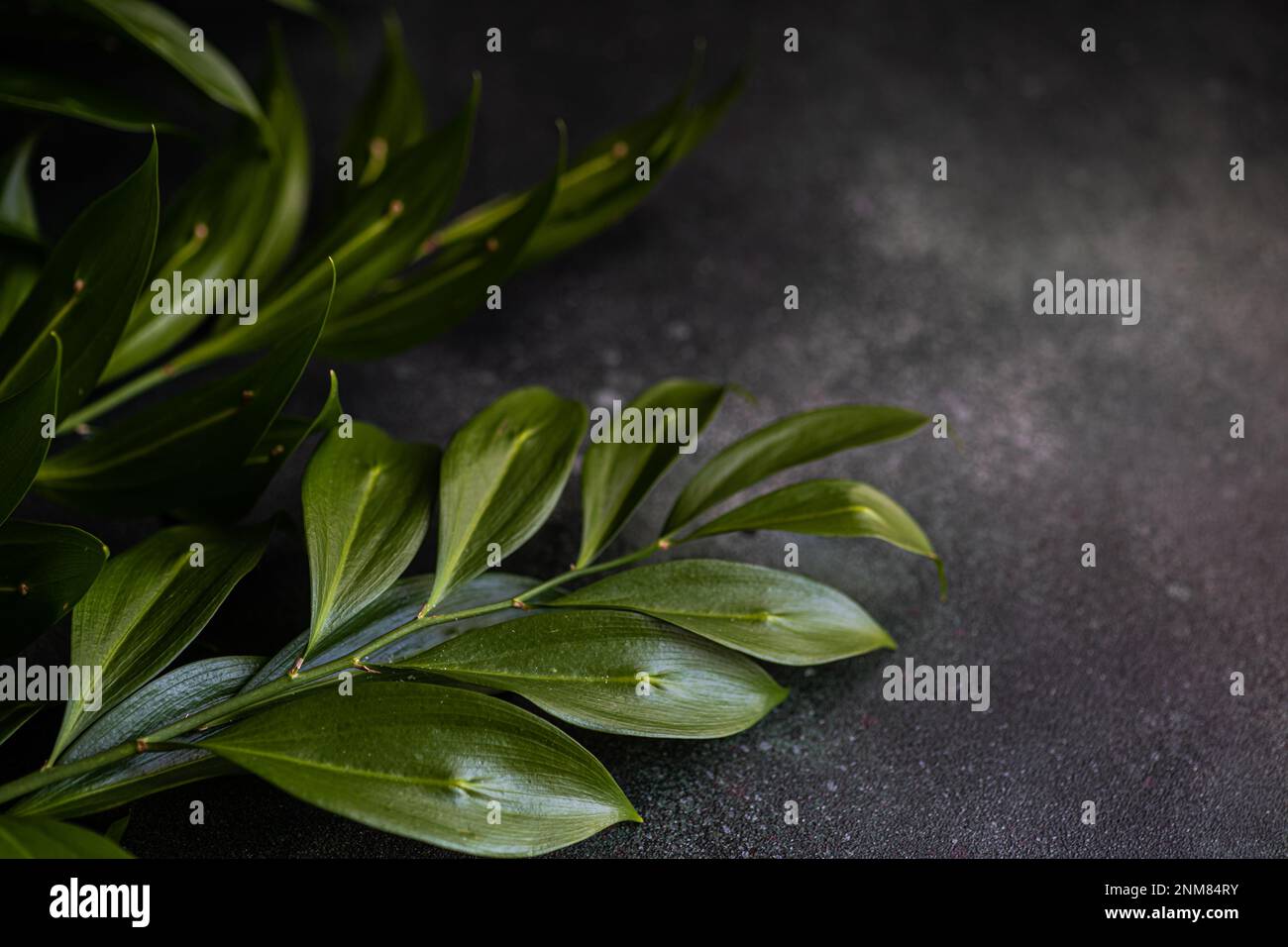 Bright green leaves of Italian Ruscus plant Stock Photo - Alamy