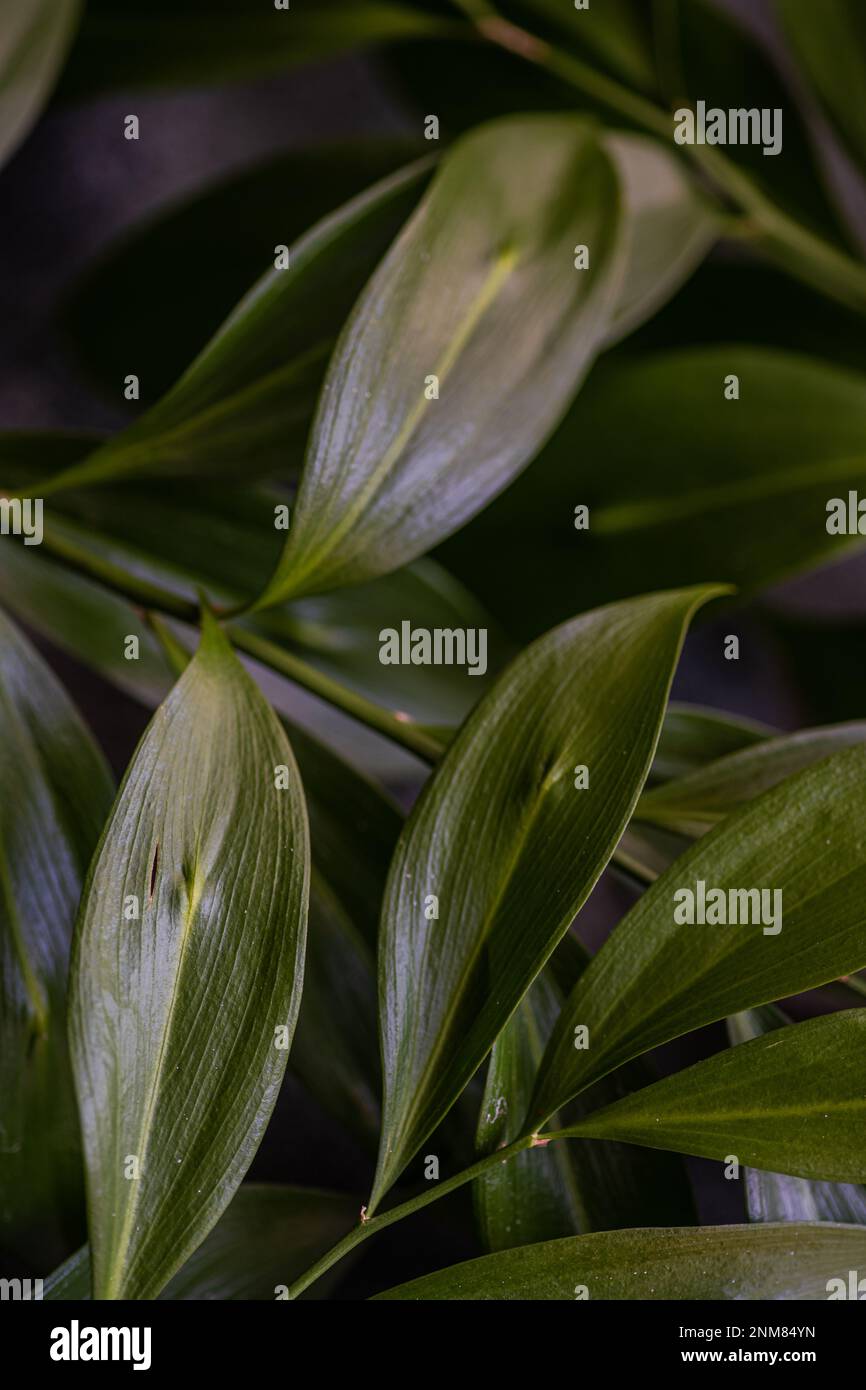 Bright green leaves of Italian Ruscus plant Stock Photo - Alamy