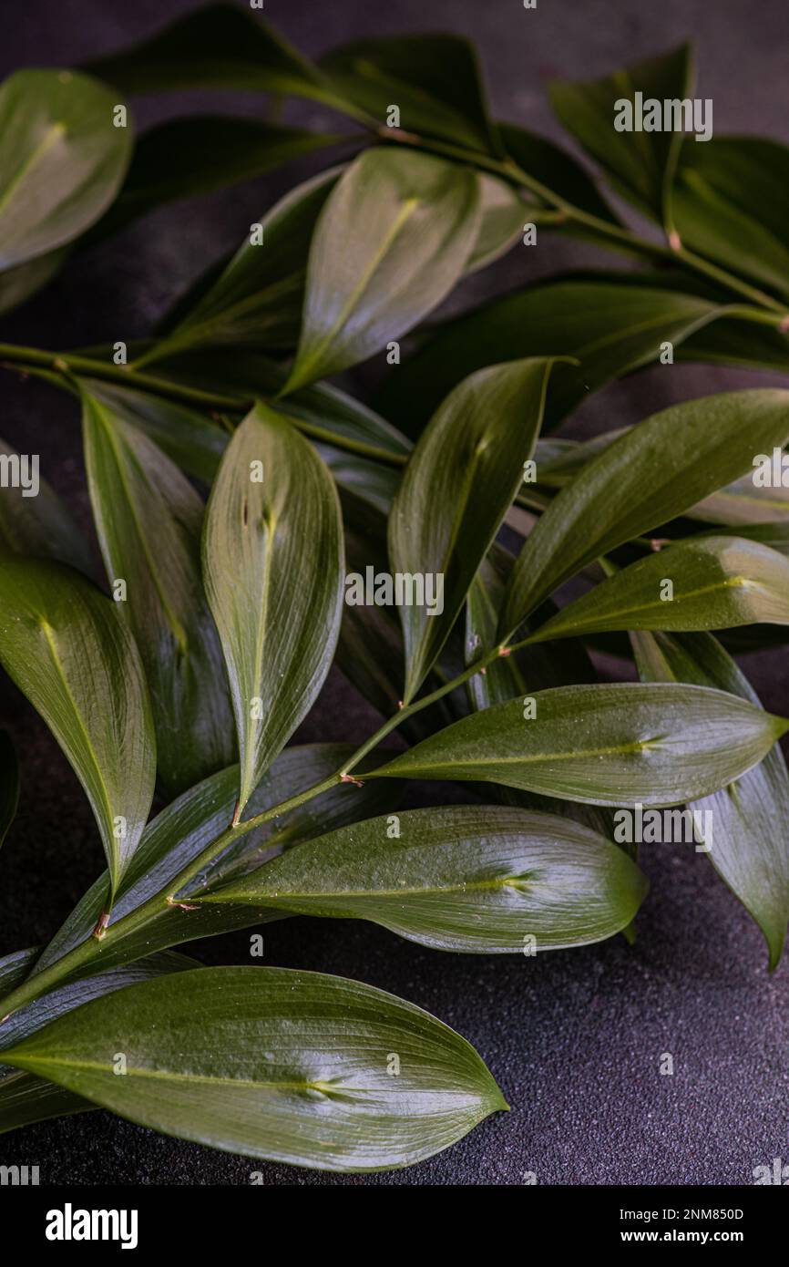 Bright green leaves of Italian Ruscus plant Stock Photo - Alamy