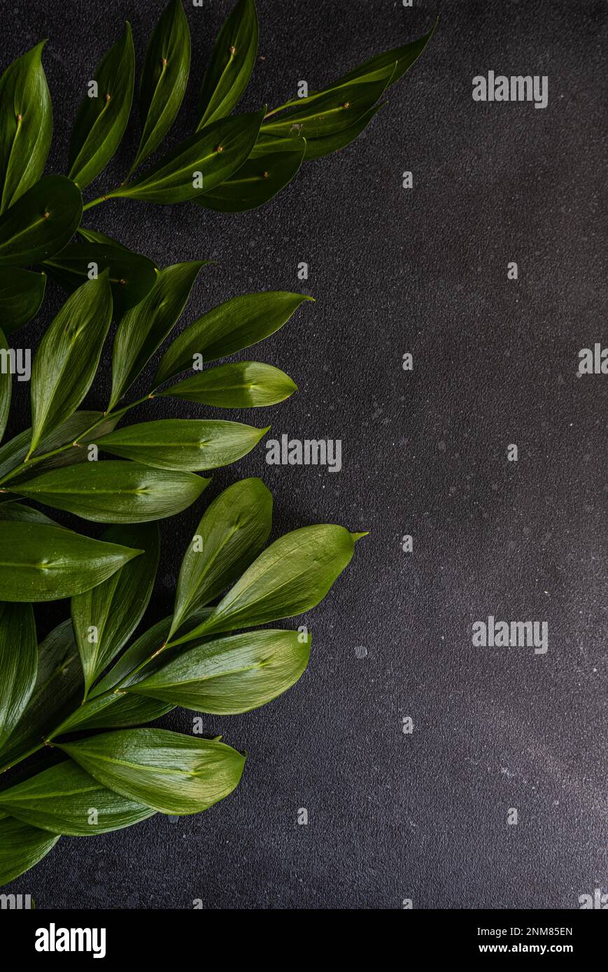 Bright green leaves of Italian Ruscus plant on concrete background ...