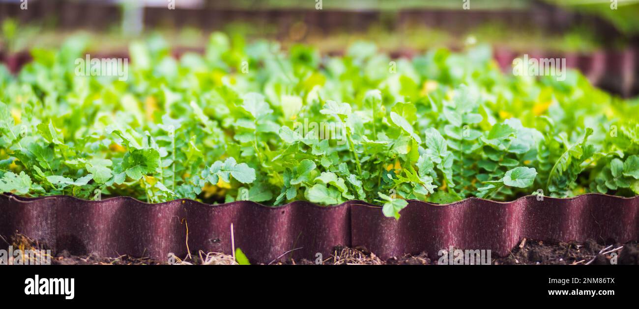 Crops planted in soil get ripe under sun. Cultivated land close up with ...