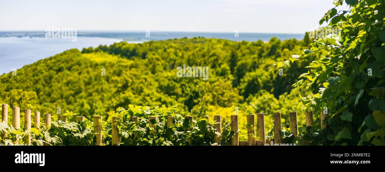 Captivating forest hi-res stock photography and images - Alamy