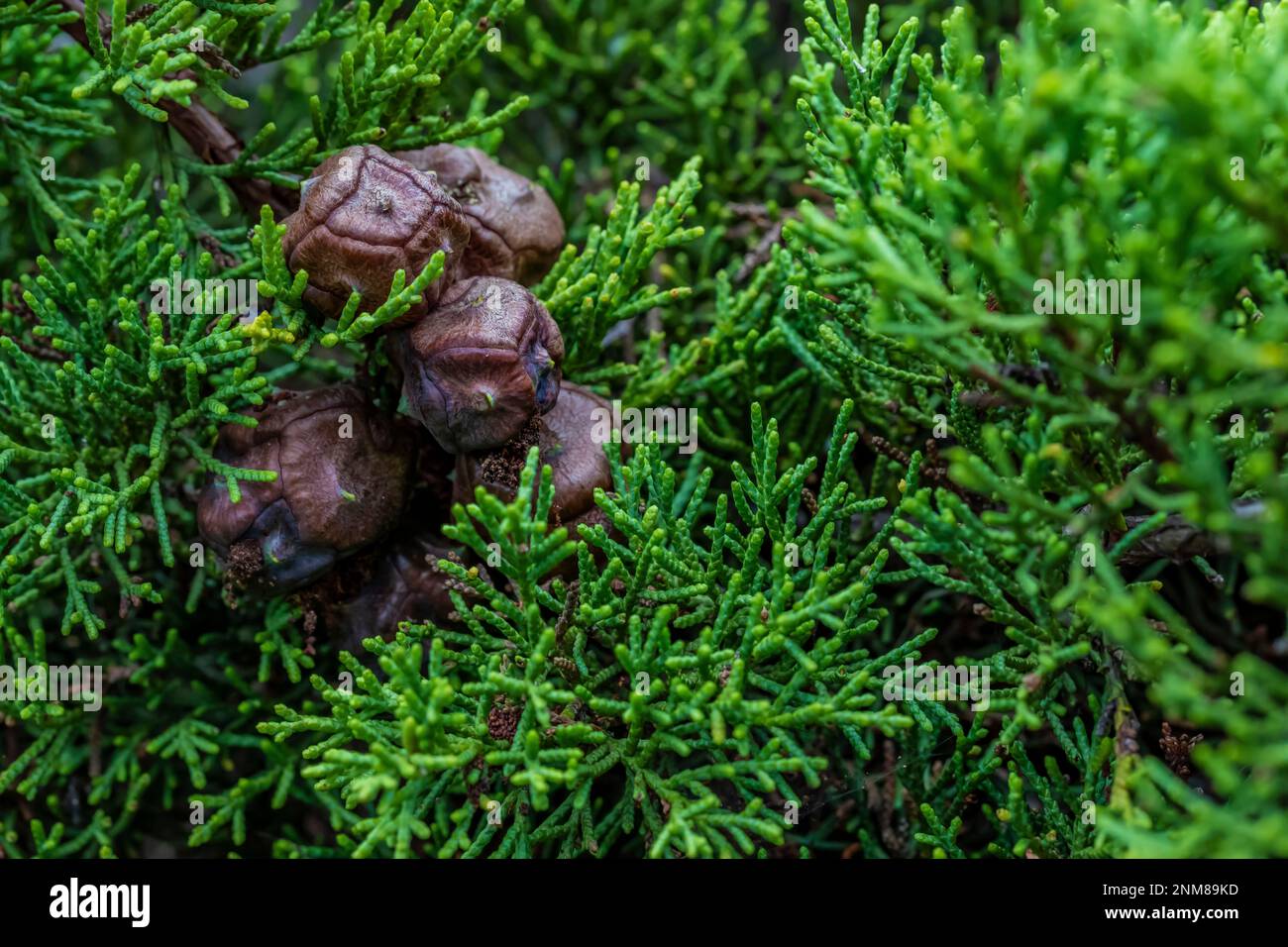 Monterey Cypress, Hesperocyparis macrocarpa, cones and leaves at Point ...