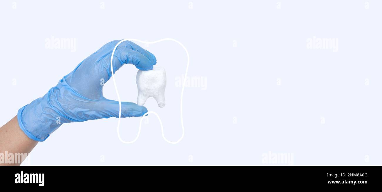 Female dentist hand in blue medical gloves holds tooth molar and Thin ...