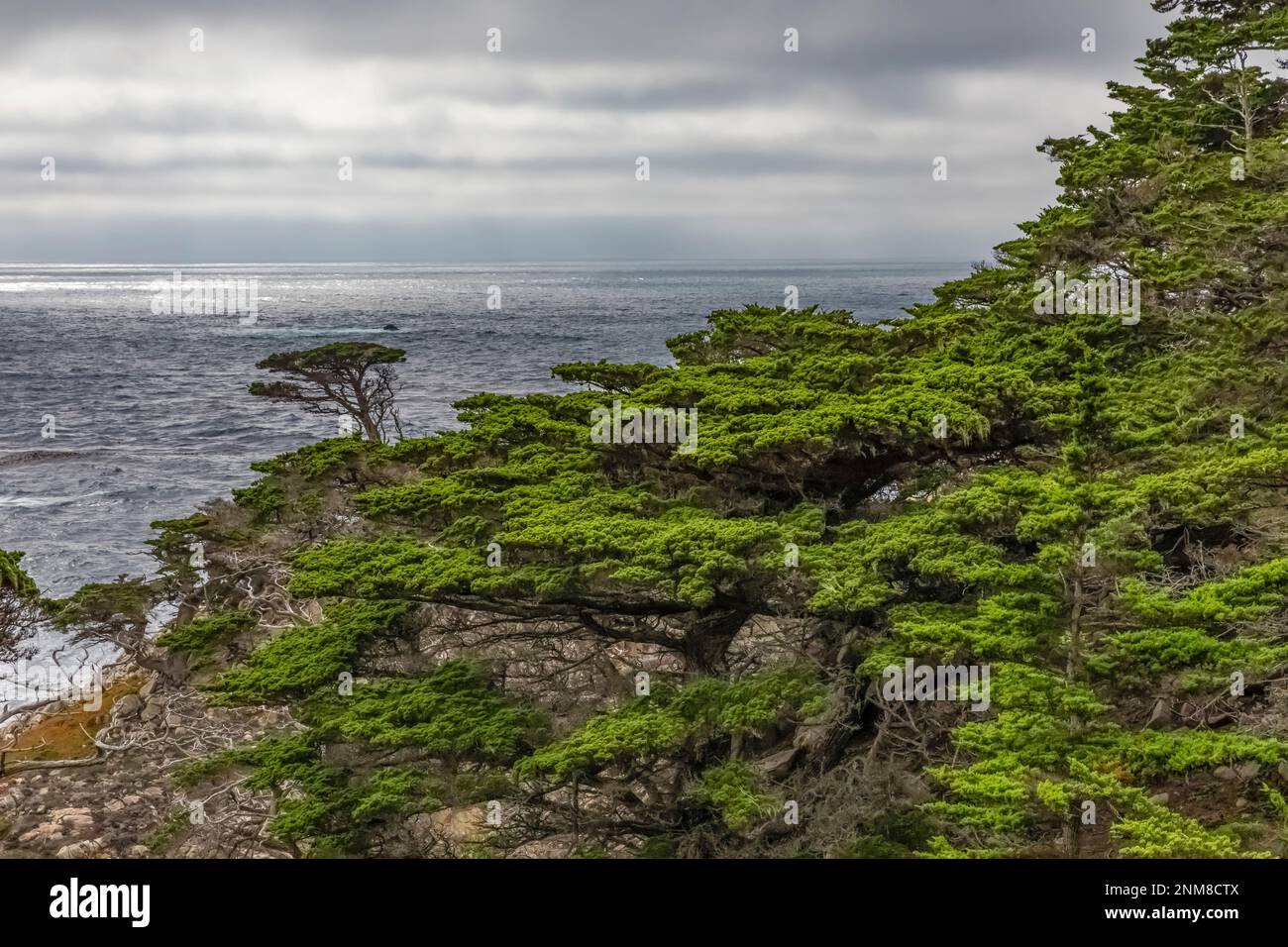 Monterey Cypress, Hesperocyparis macrocarpa, at Point Lobos State ...