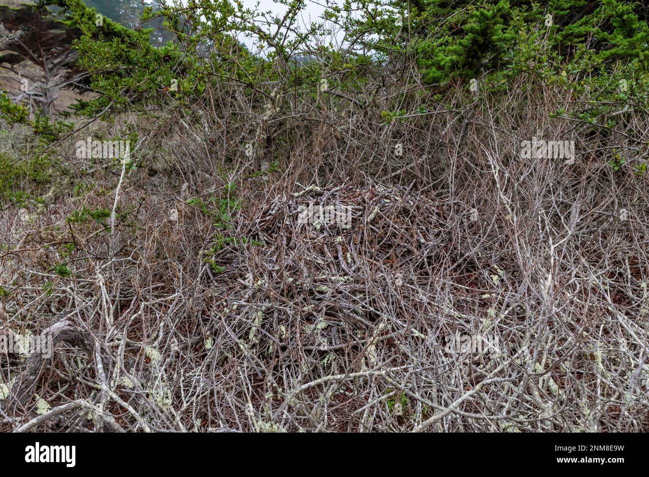 Nest of Dusky-footed Woodrat, Neotoma fuscipes, at Point Lobos State ...