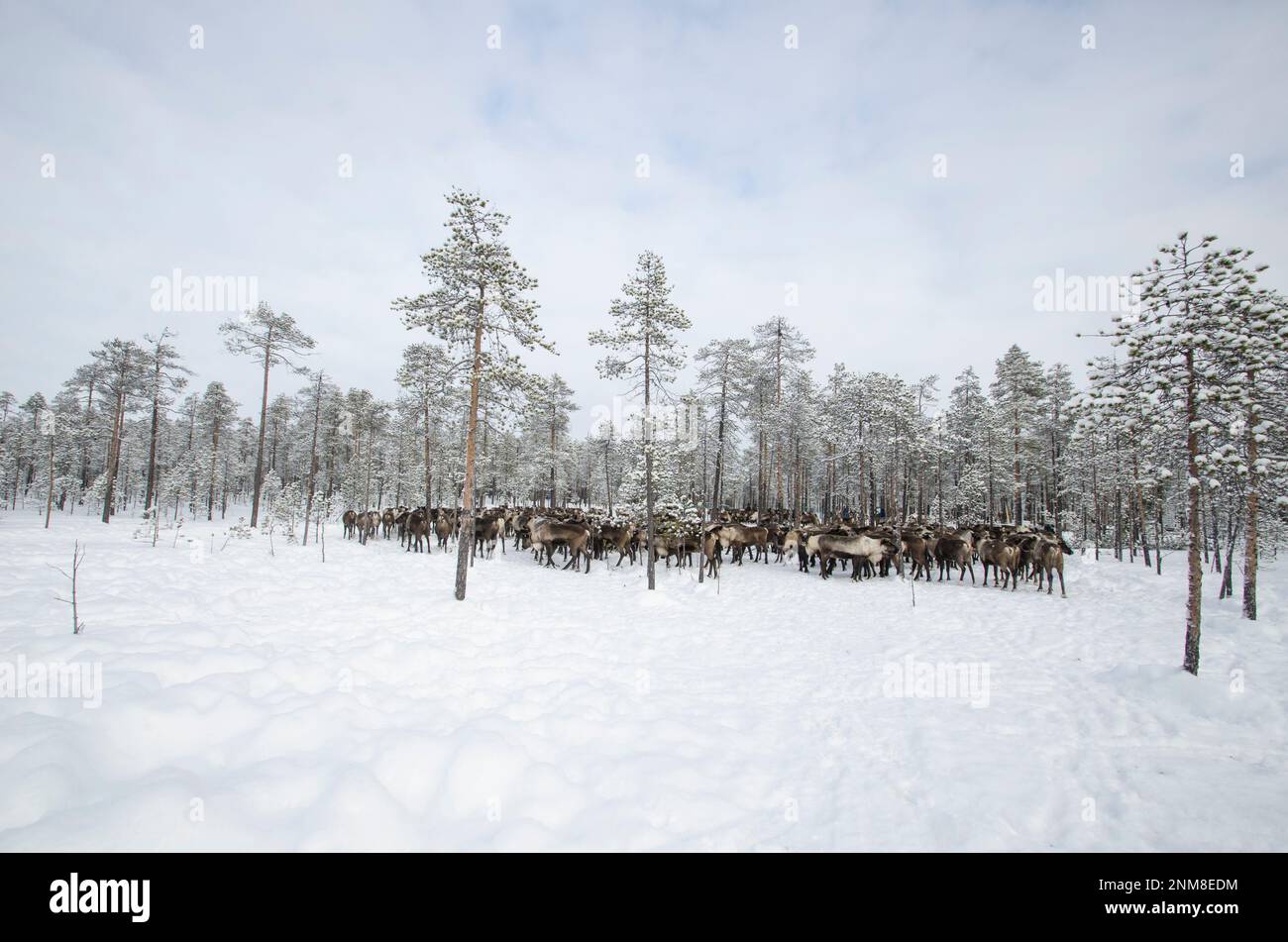 A herd of deer in the forest. Lots of reindeer Stock Photo - Alamy