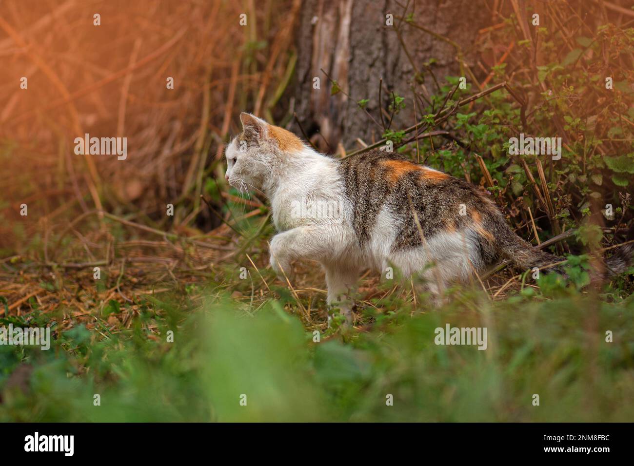 Cat portrait close up in the autumn forest. Cat sitting in the field on ...