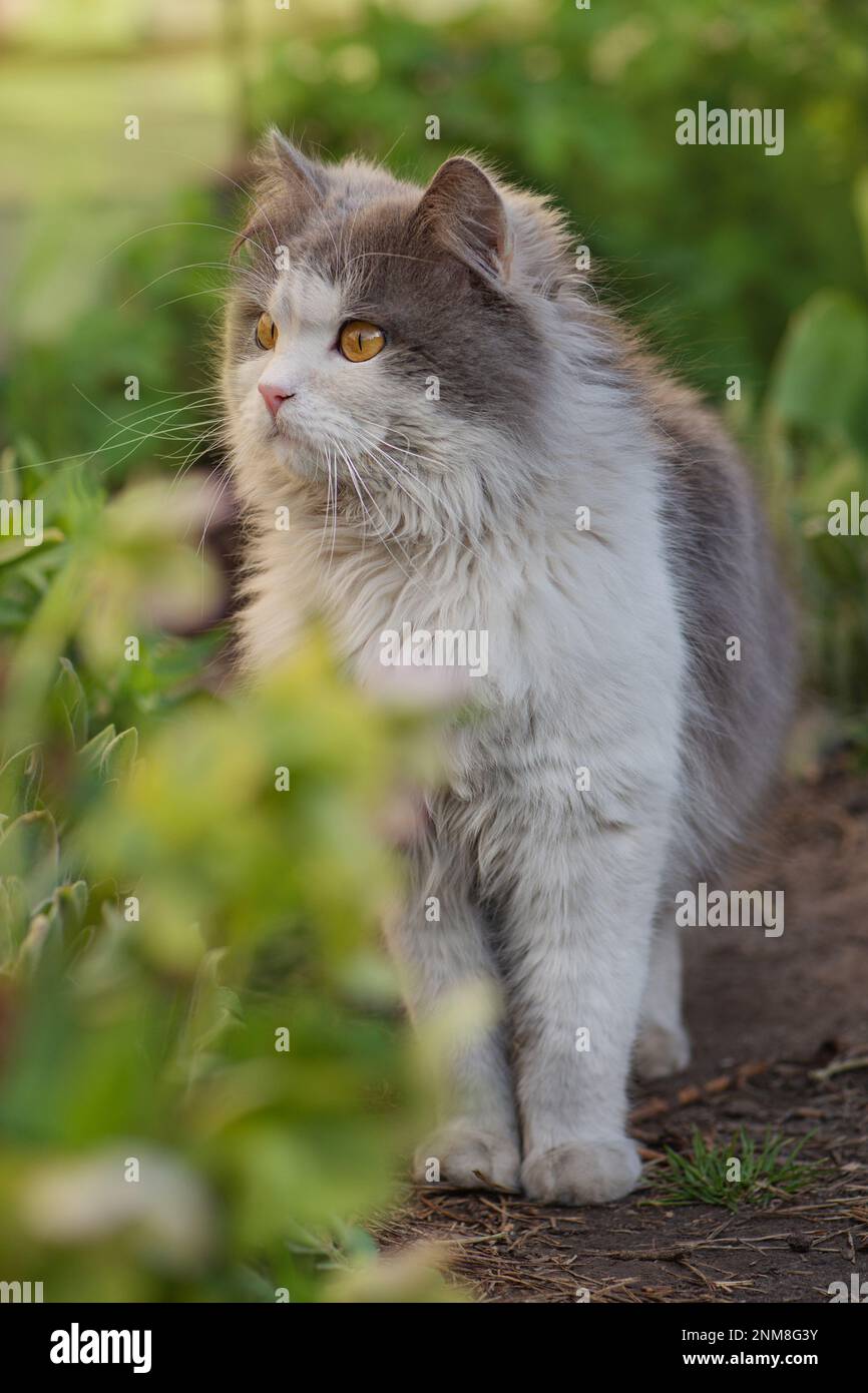 Excited cat hi-res stock photography and images - Alamy