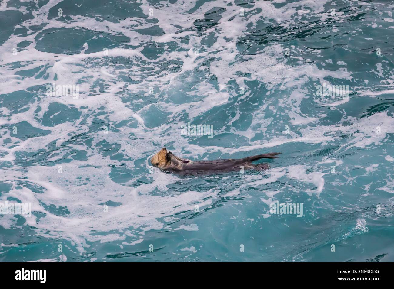 Sea otter eating hi-res stock photography and images - Alamy