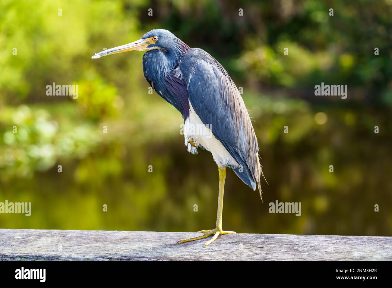 Lone Bird on One Leg Stock Photo - Alamy