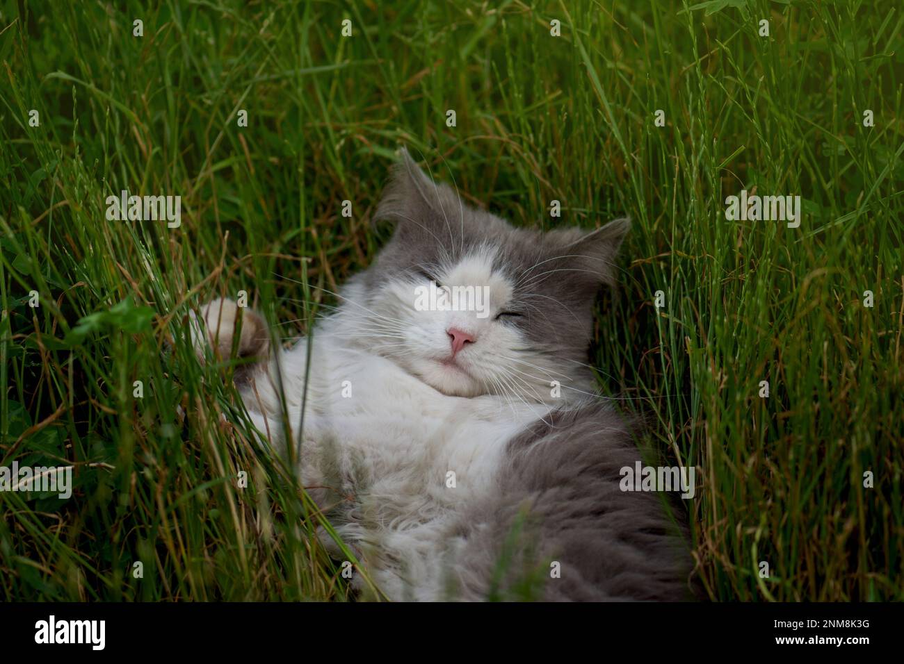 Benefits and drawbacks of letting home cat outside in the garden. Risks ...