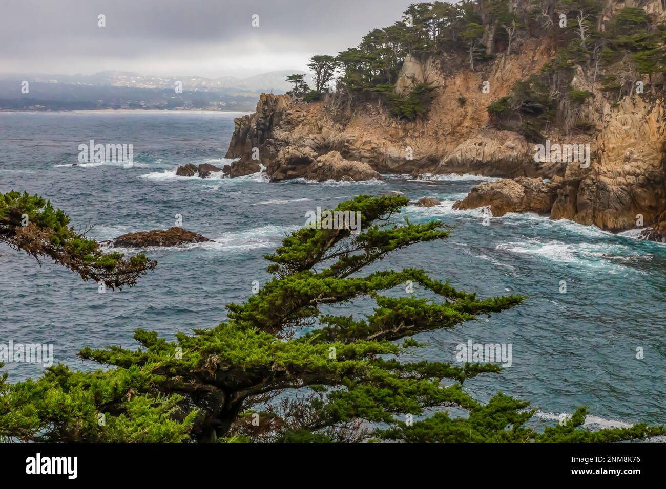 Monterey Cypress, Hesperocyparis macrocarpa, on rocky cliff above the sea at Point Lobos State ...