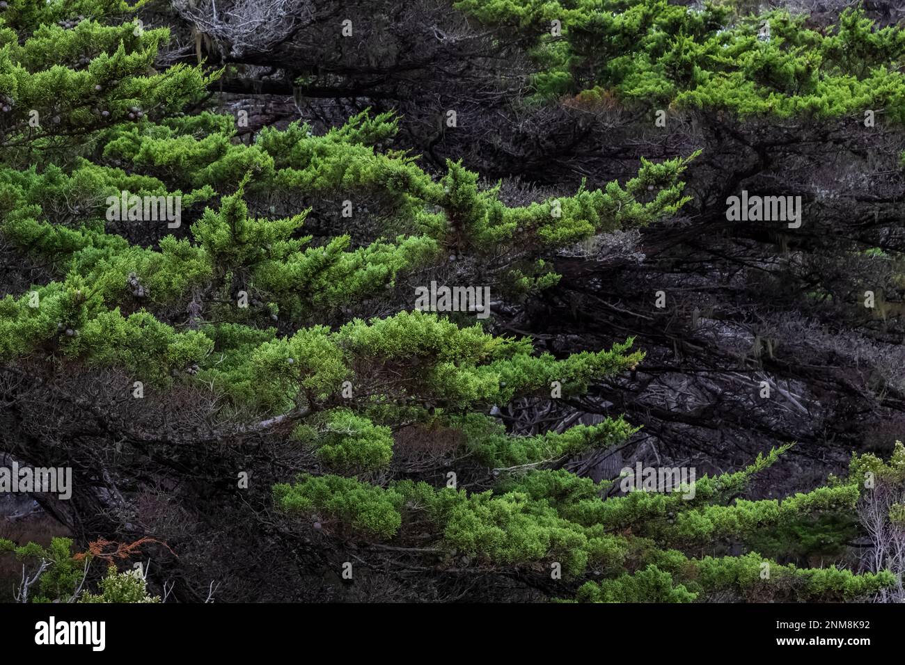 Monterey Cypress, Hesperocyparis macrocarpa, at Point Lobos State ...