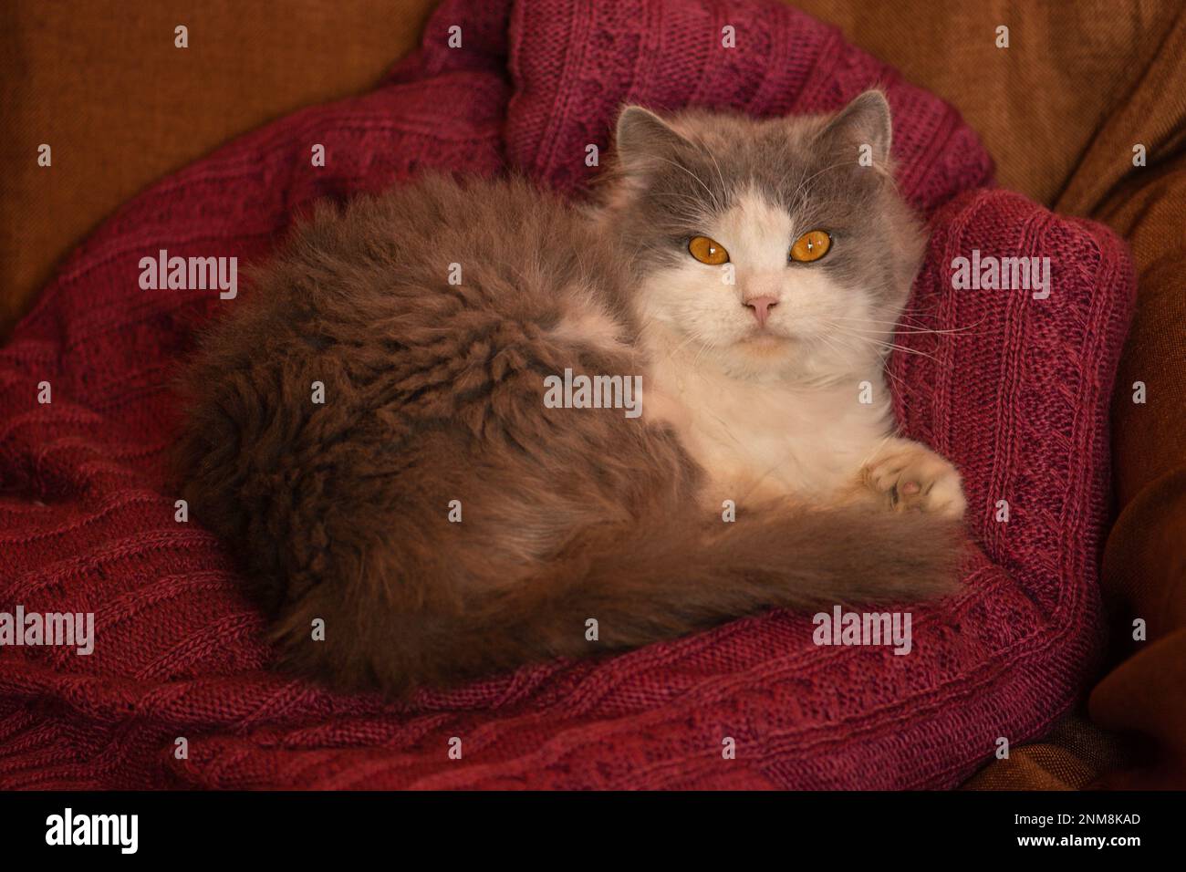 Creating a safe good home for cats. Safe space for cat concept photo ...