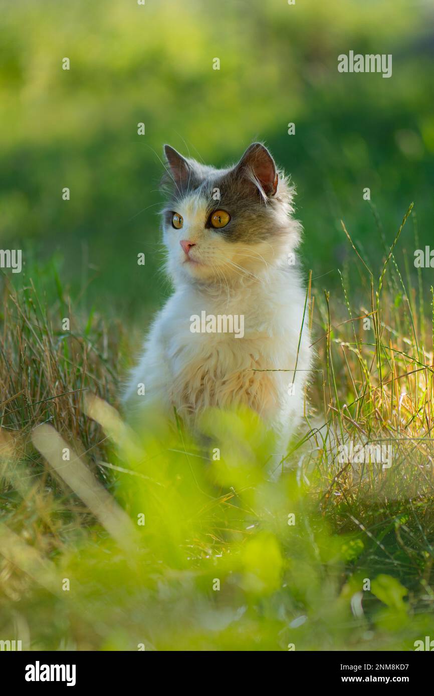 Cat to explore spaces outdoors. Adorable cat in the garden free to roam ...
