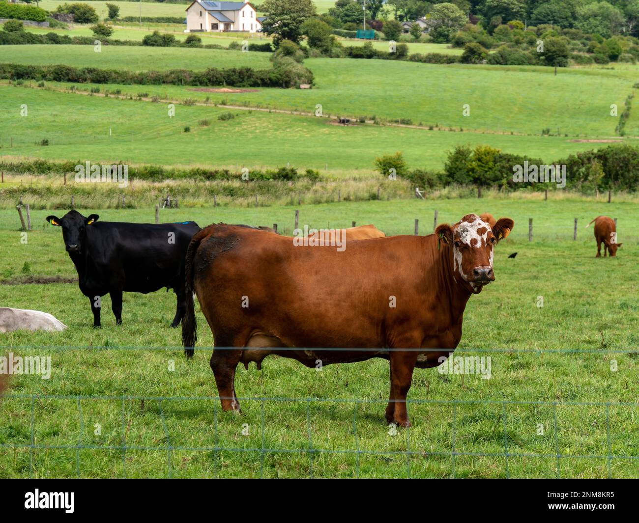 A cows on a pasture, summer. Livestock on free grazing. Livestock farm ...