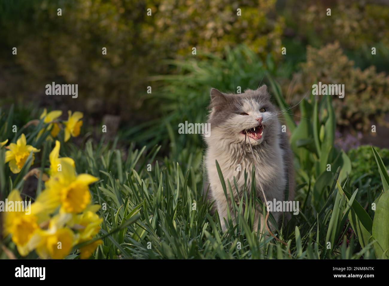 Funny cat on the grass with tongue out. Cat sits in the garden and ...