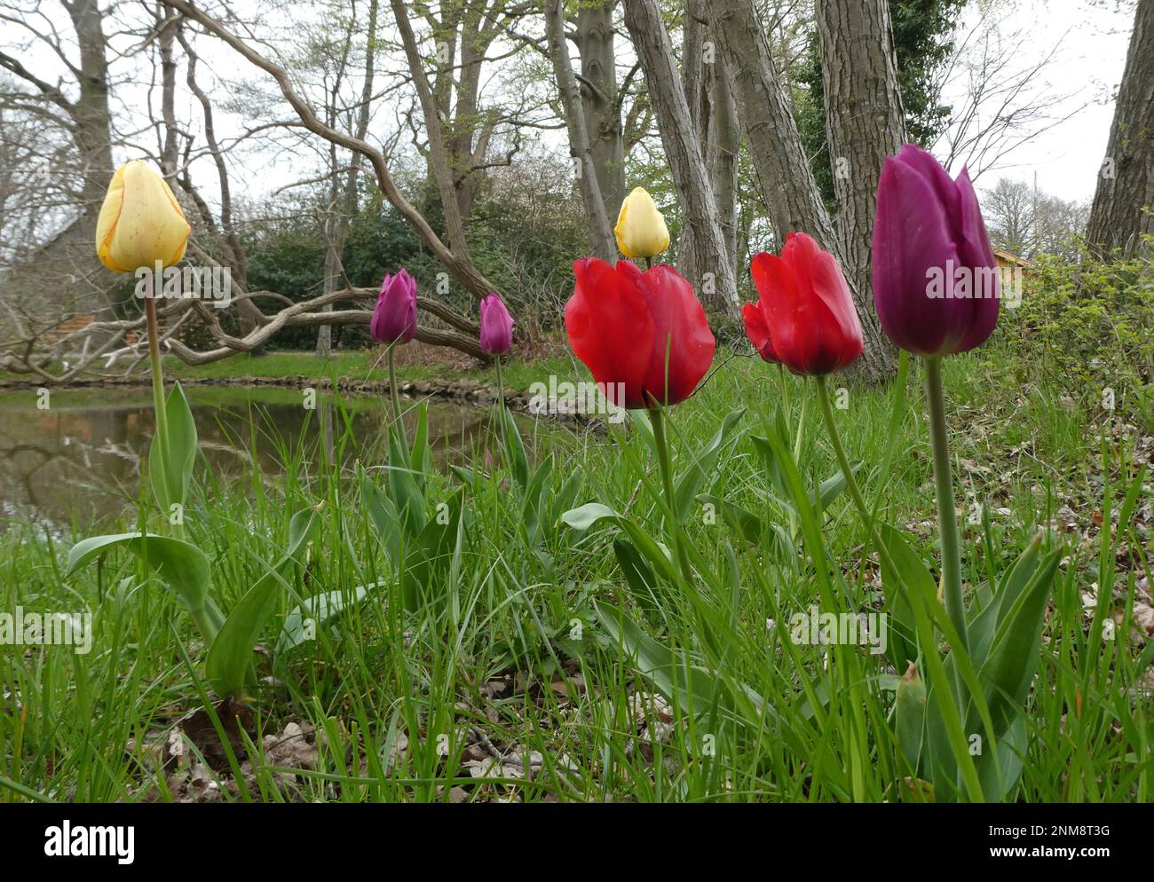 Long stemmed tulips hi-res stock photography and images - Alamy