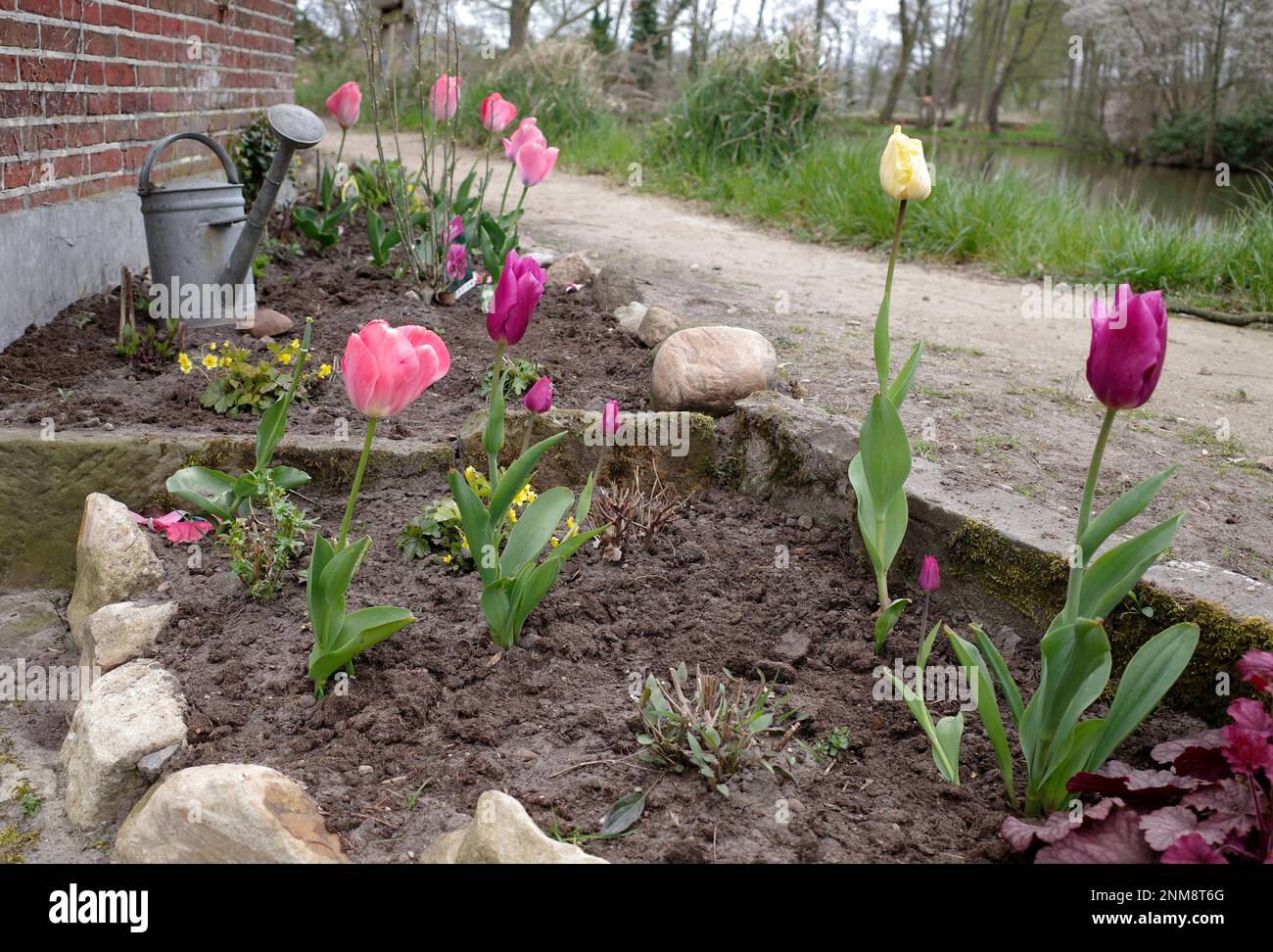 Some long stemmed tulips planted in a cottage garden in Germany. There ...
