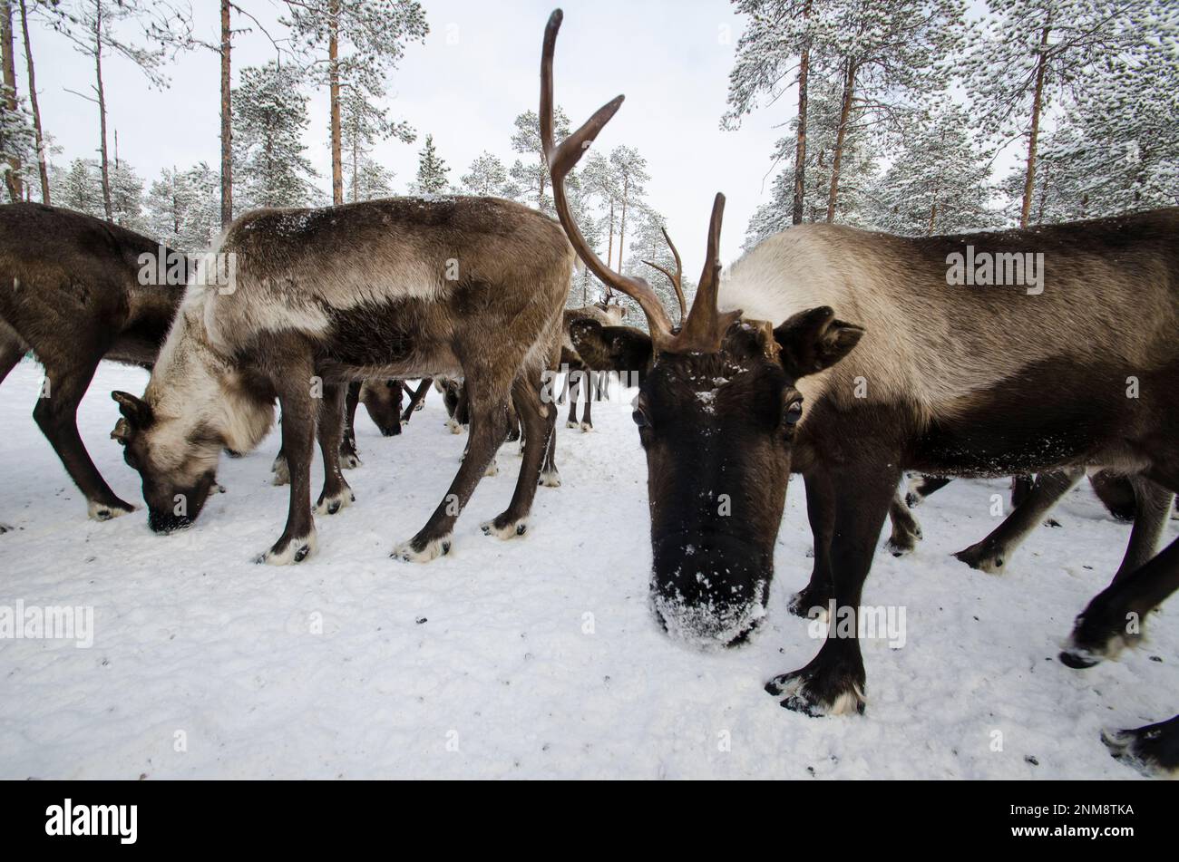 Cute reindeer in a snowy forest. deer migration Stock Photo - Alamy